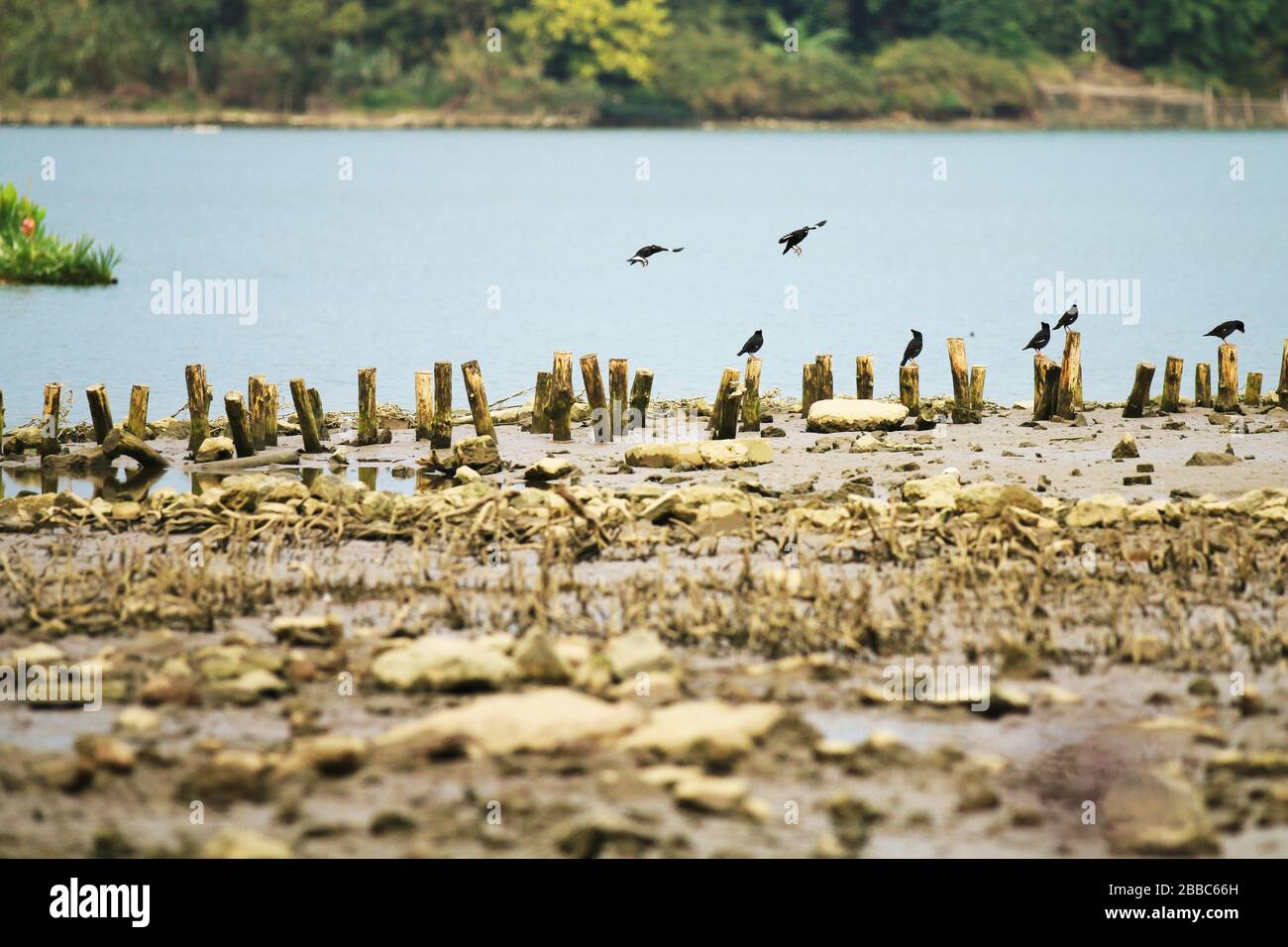 Flitting birds hi-res stock photography and images - Alamy