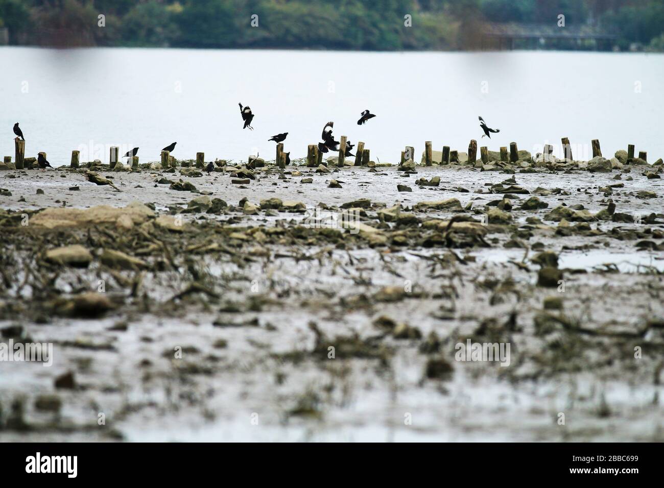 Flitting birds hi-res stock photography and images - Alamy