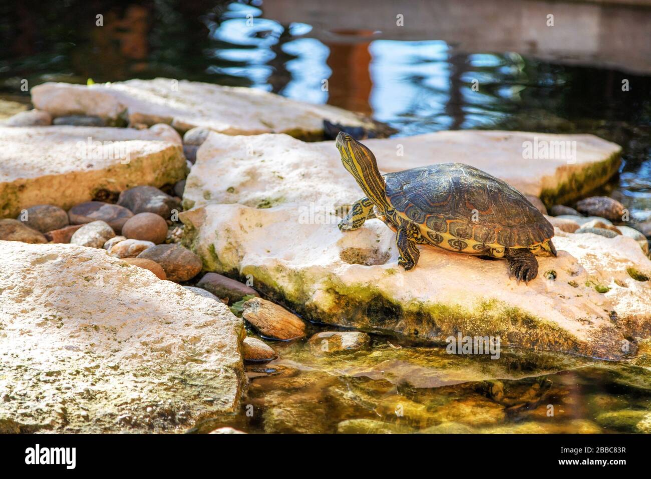 Red-eared pet terrapin turtle in a pond. The turtle is a semi aquatic ...