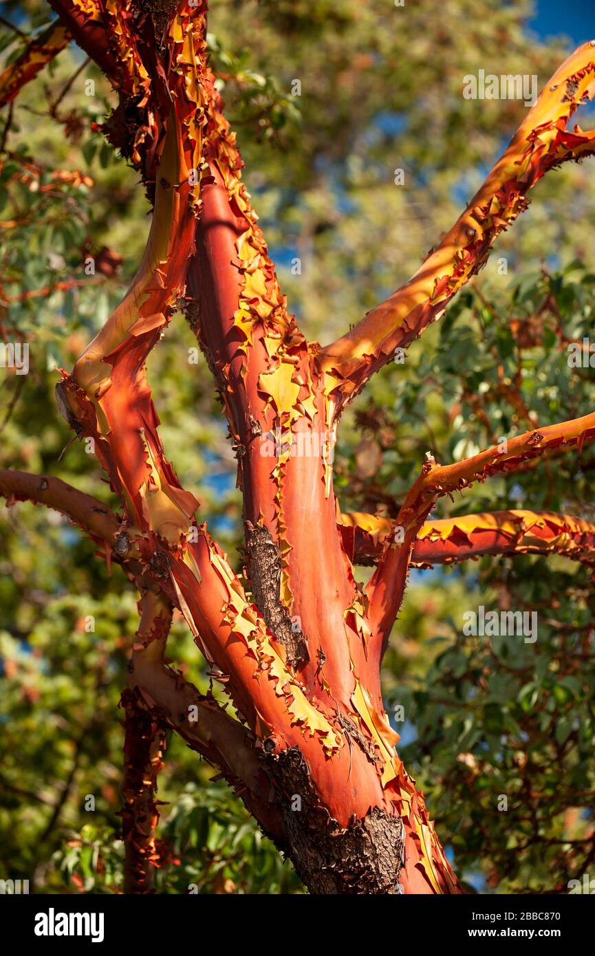 Madrone Tree High Resolution Stock Photography and Images - Alamy