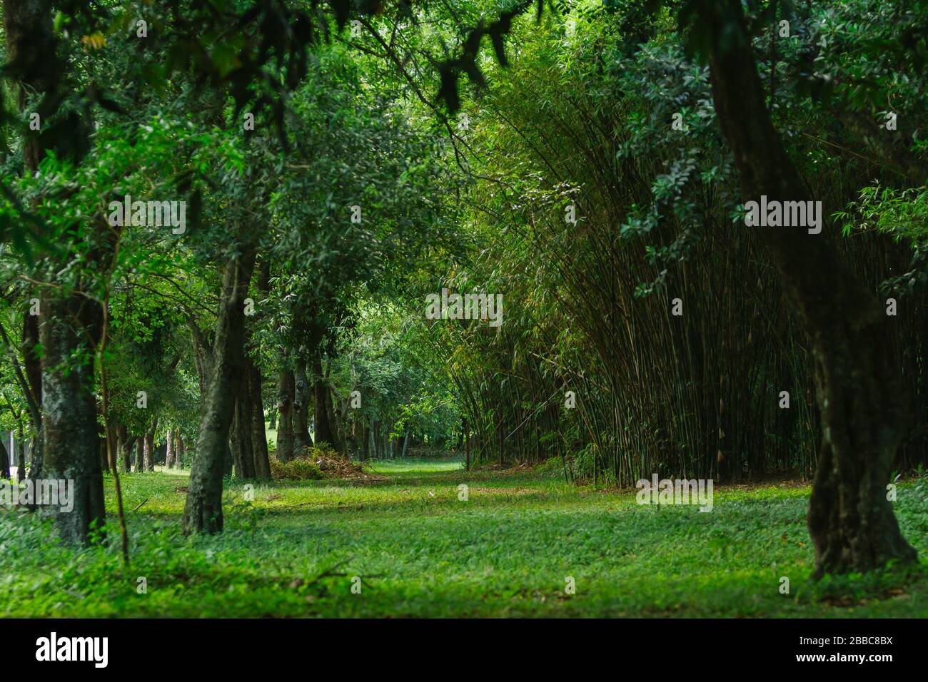 Paraguay asuncion botanical garden hi-res stock photography and images ...