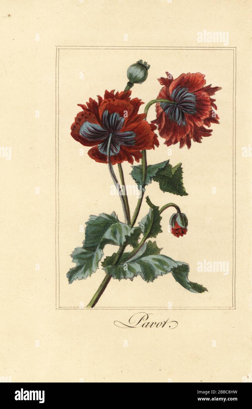 19th century illustration flower hi-res stock photography and images ...
