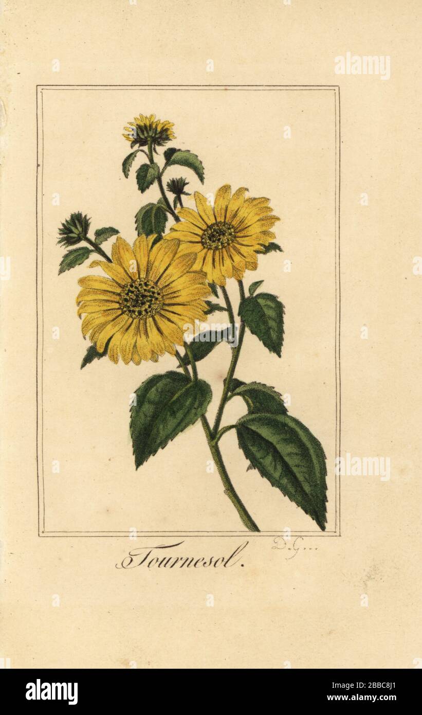 Sunflower Botanical Illustration