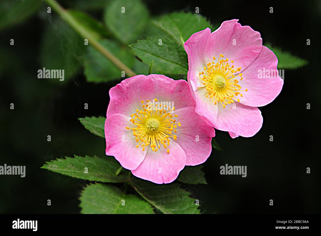 Carole rose hi-res stock photography and images - Alamy