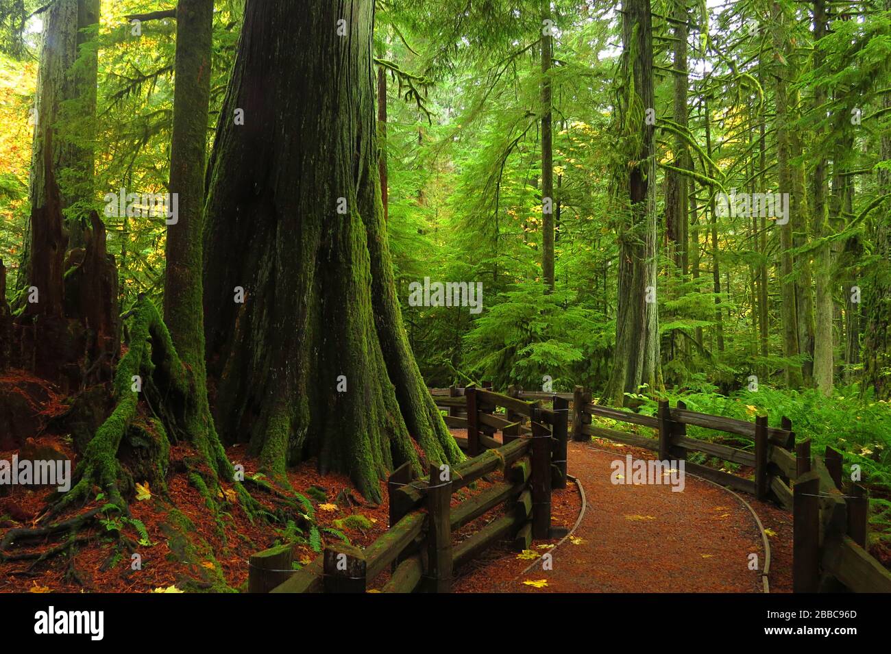 Ancient douglas fir cathedral grove hi-res stock photography and images ...