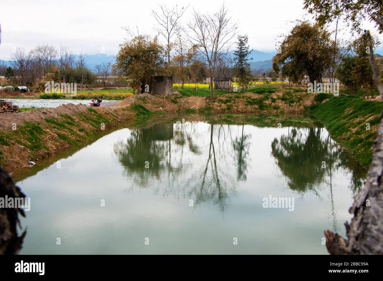 Reflections in a pond Stock Photo - Alamy
