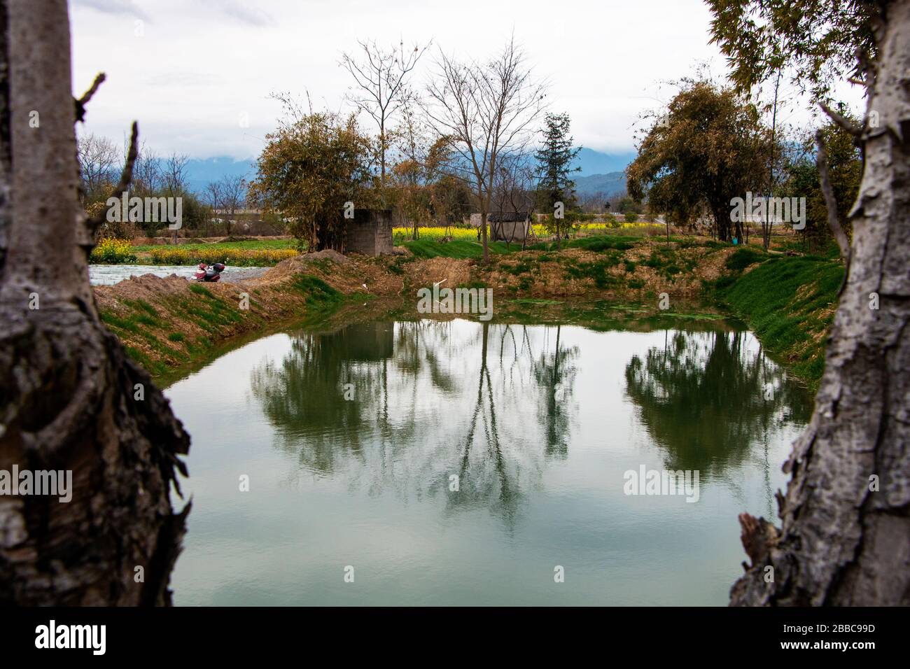 Reflections in a pond Stock Photo - Alamy