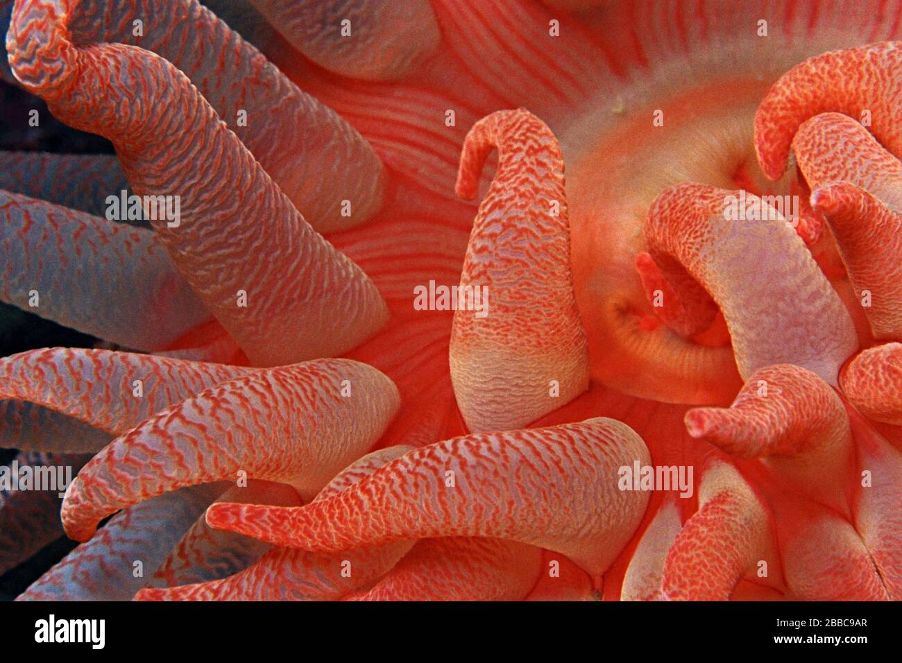 Tentacles cribrinopsis fernaldi hi-res stock photography and images - Alamy