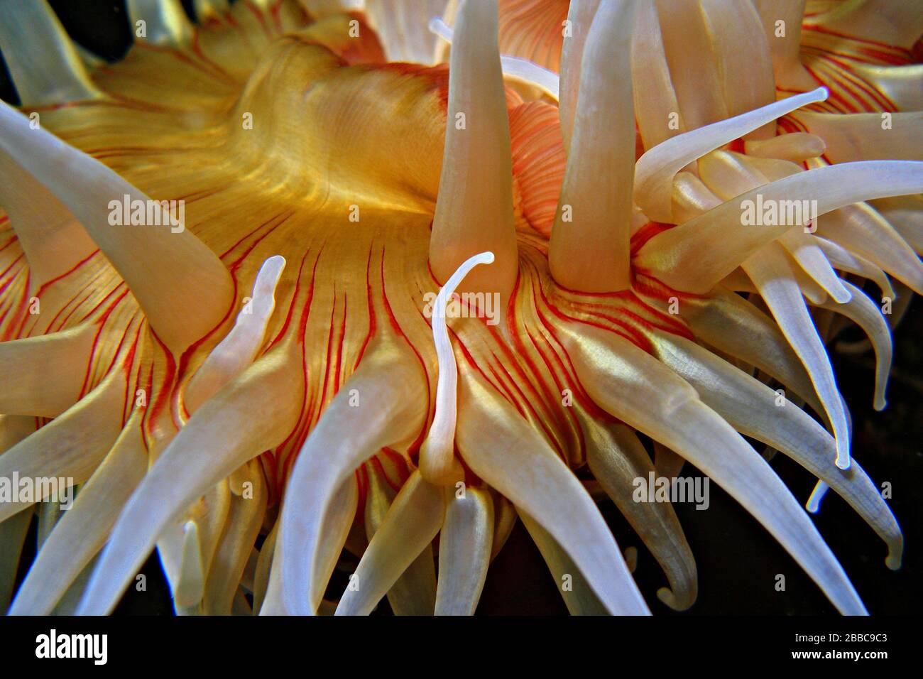 Fish-eating anemone (Urticina piscivora), Mozino Point, Tahsis Inlet ...