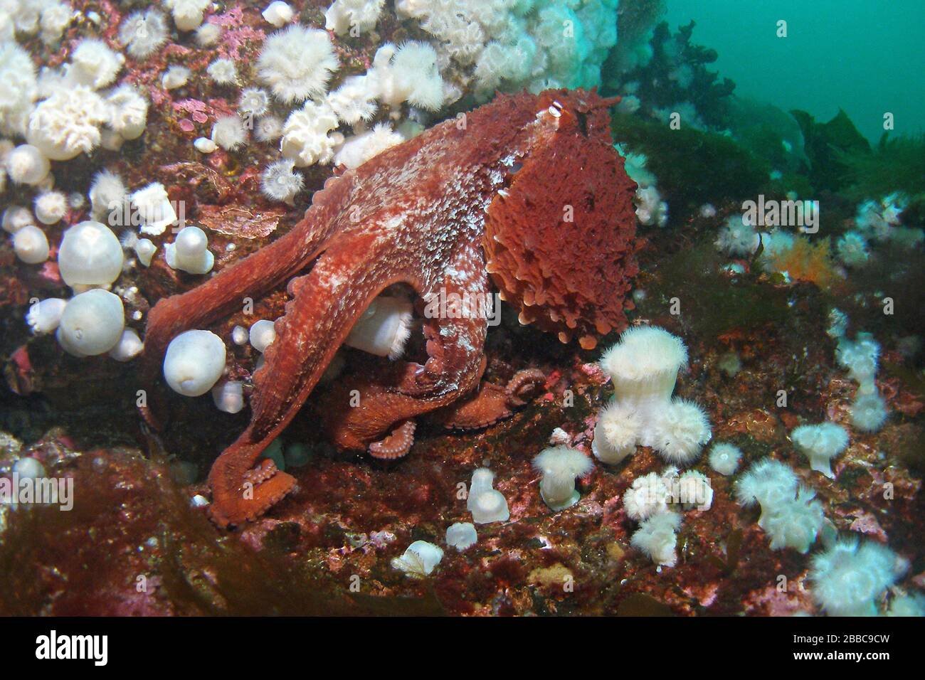 Giant Pacific octopus (Enteroctopus dofleini), Rainbow Reef, Browning ...