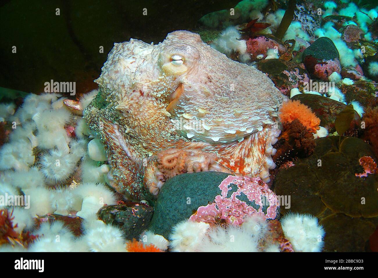 Giant Pacific octopus (Enteroctopus dofleini), Seven-Tree Island ...