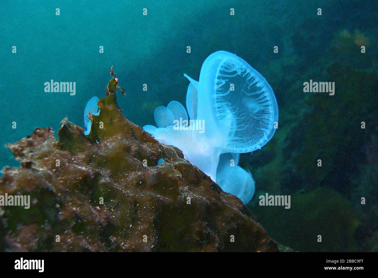 Hooded nudibranch (Melibe leonina), Browning Passage, Queen Charlotte ...