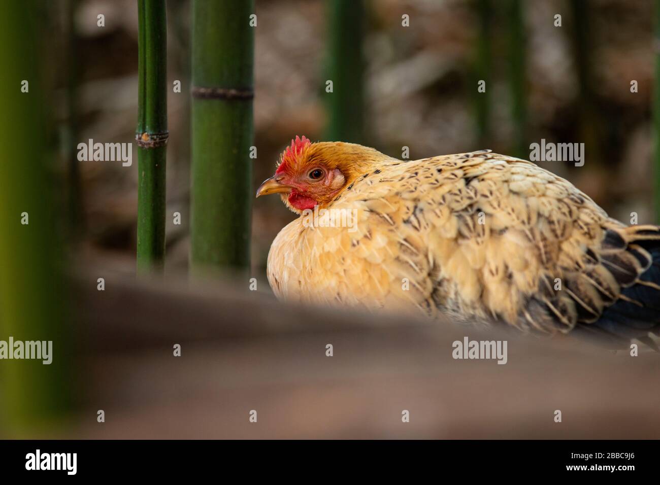 Little wooden hen hi-res stock photography and images - Alamy