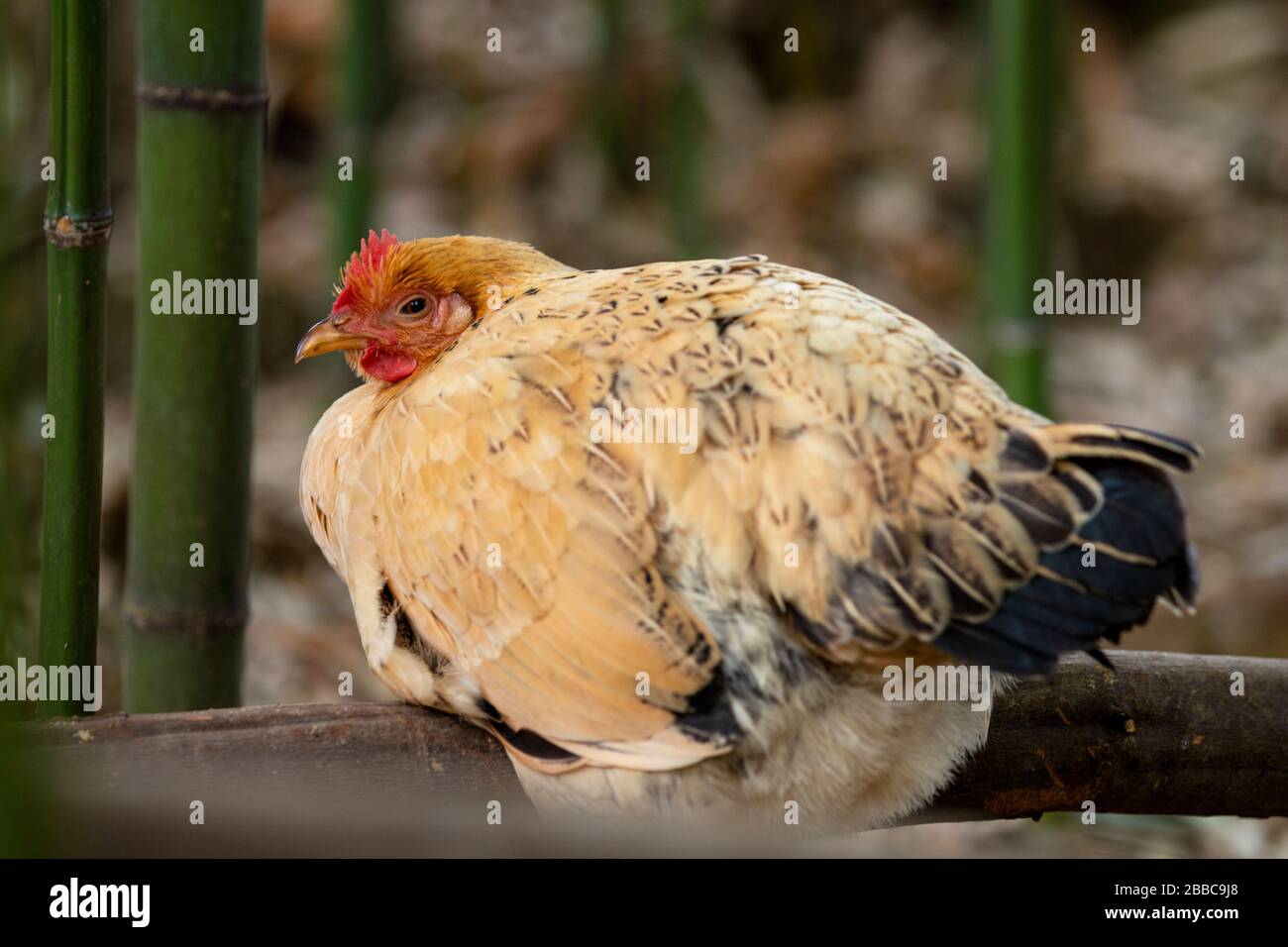 A hen resting on a log Stock Photo - Alamy