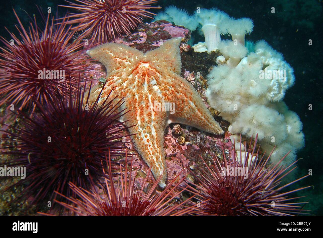 Leather star (Dermasterias imbricata), Eagle Rock, Queen Charlotte Strait, BC Stock Photo - Alamy