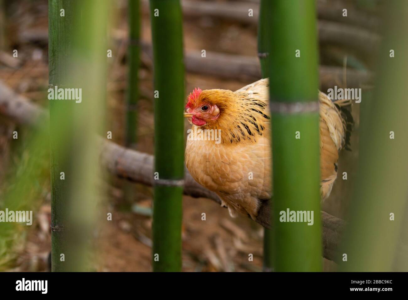Outdoor bamboo portrait of wild animals hi-res stock photography and ...