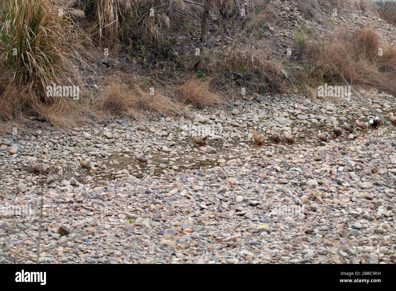 Ducks in queue hi-res stock photography and images - Alamy