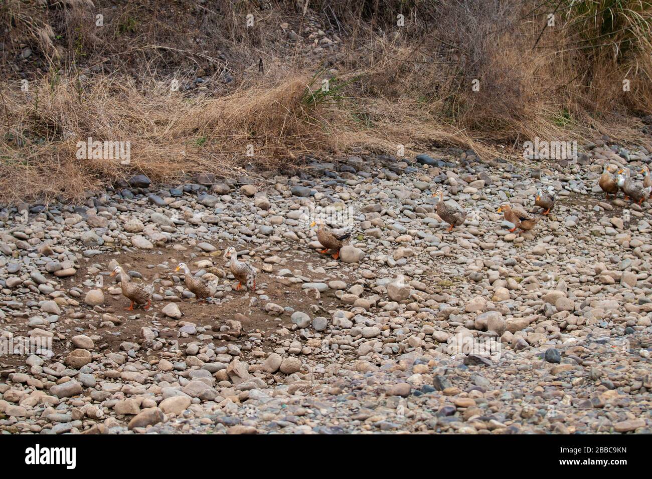 Ducks in line for home Stock Photo - Alamy