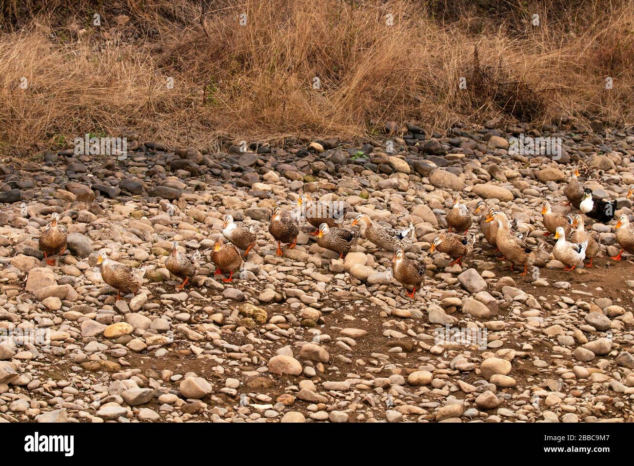 Ducks in line for home Stock Photo - Alamy