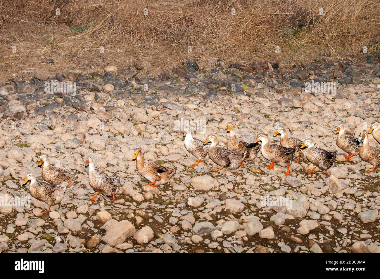 Queue ducks hi-res stock photography and images - Alamy