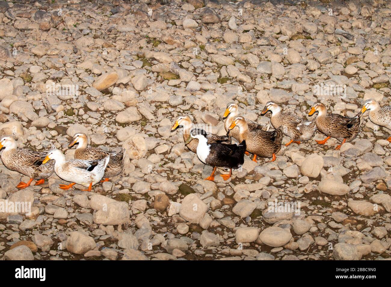 Ducks in queue hi-res stock photography and images - Alamy