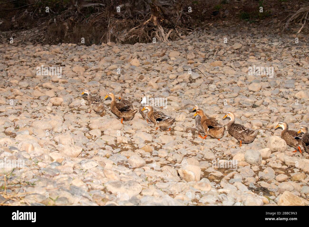 Ducks in line for home Stock Photo - Alamy