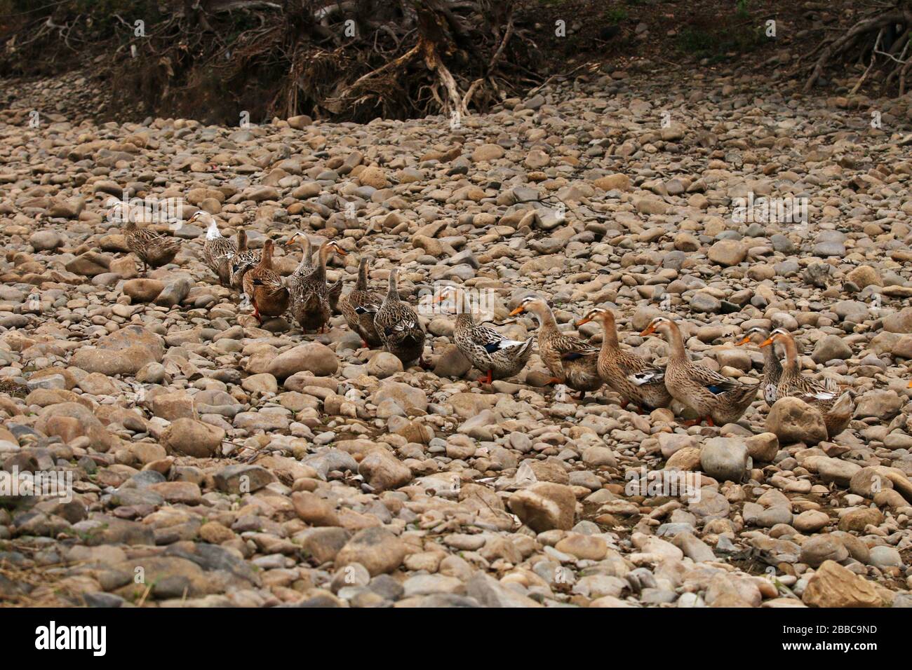Line up the ducks hi-res stock photography and images - Alamy