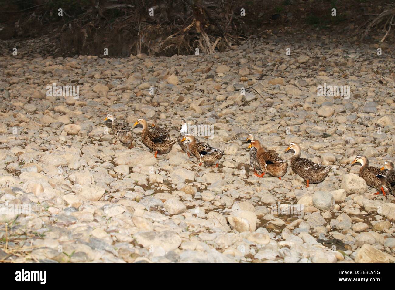 Line up the ducks hi-res stock photography and images - Alamy