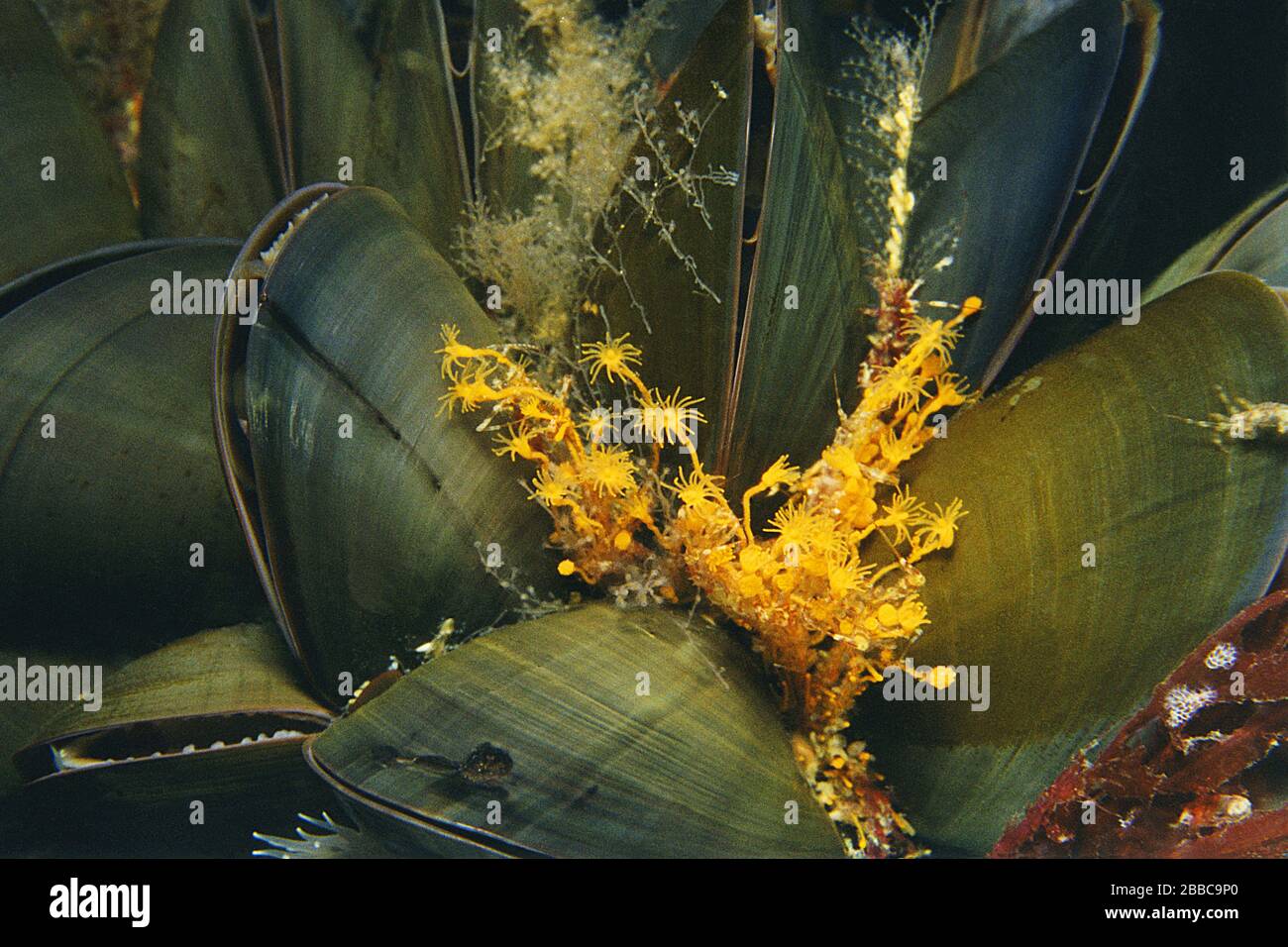 Garveia annulata hi-res stock photography and images - Alamy