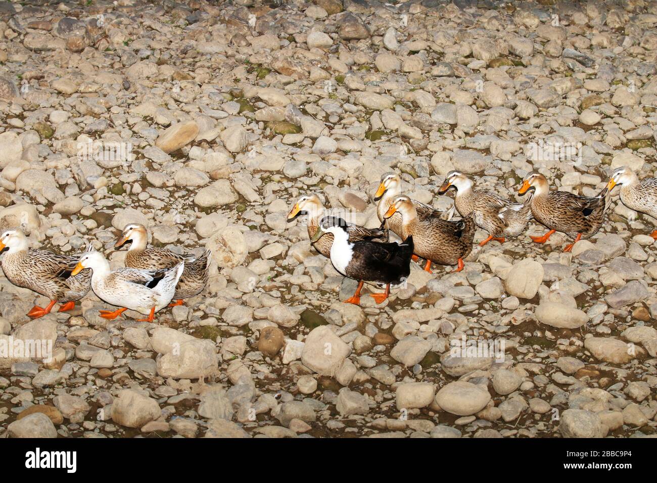 Ducks in line for home Stock Photo - Alamy