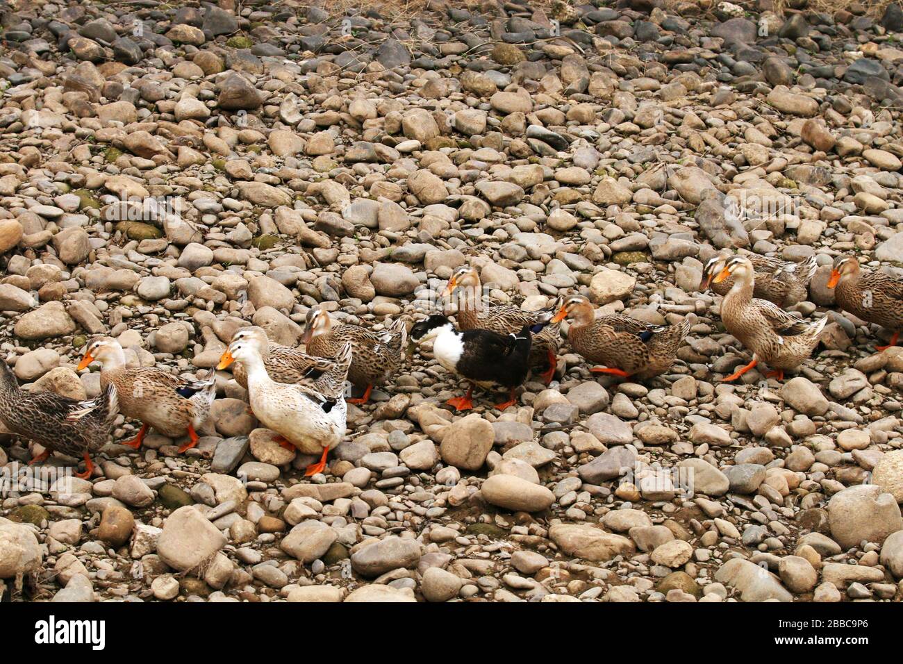 Line up the ducks hi-res stock photography and images - Alamy