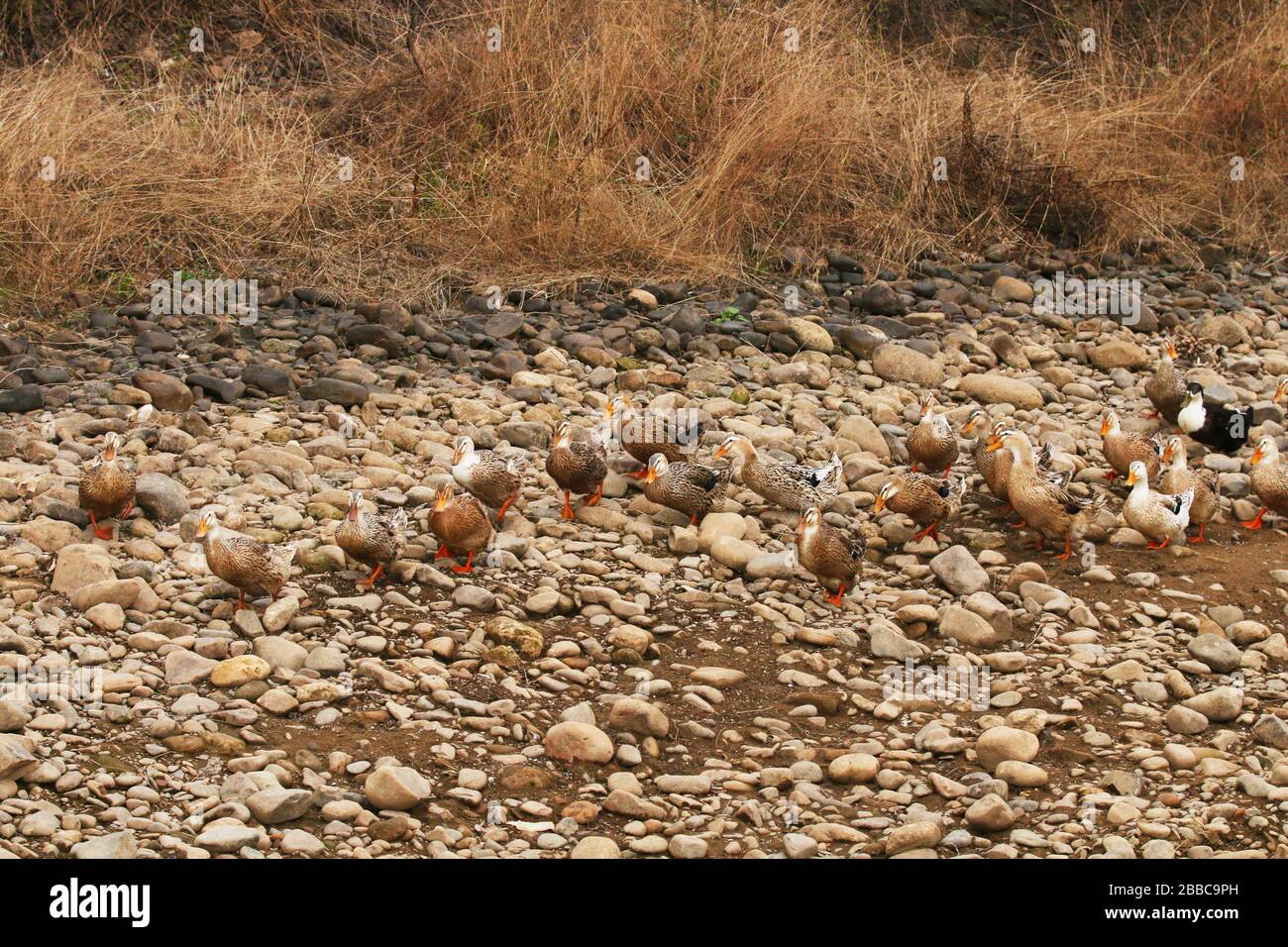 Queue ducks hi-res stock photography and images - Alamy