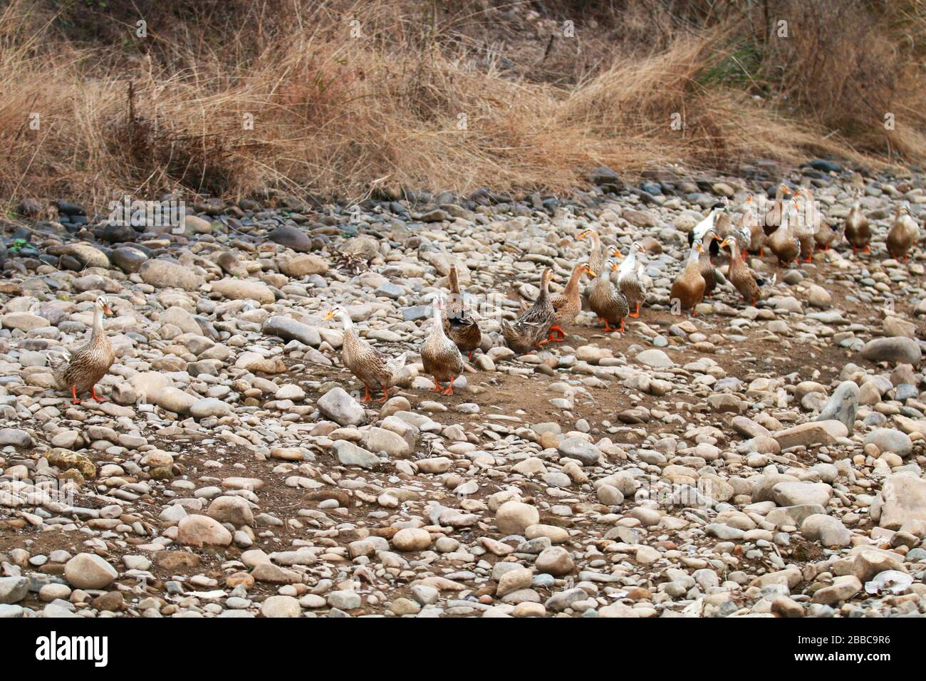 Queue ducks hi-res stock photography and images - Alamy