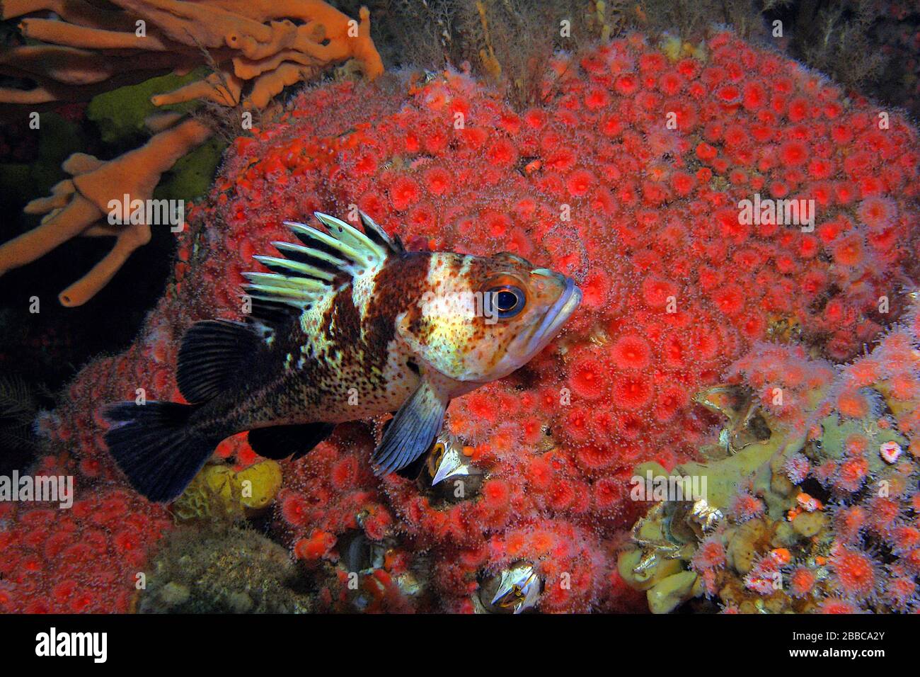 Quillback rockfish (Sebastes maliger), Quadra Island, Discovery Passage ...