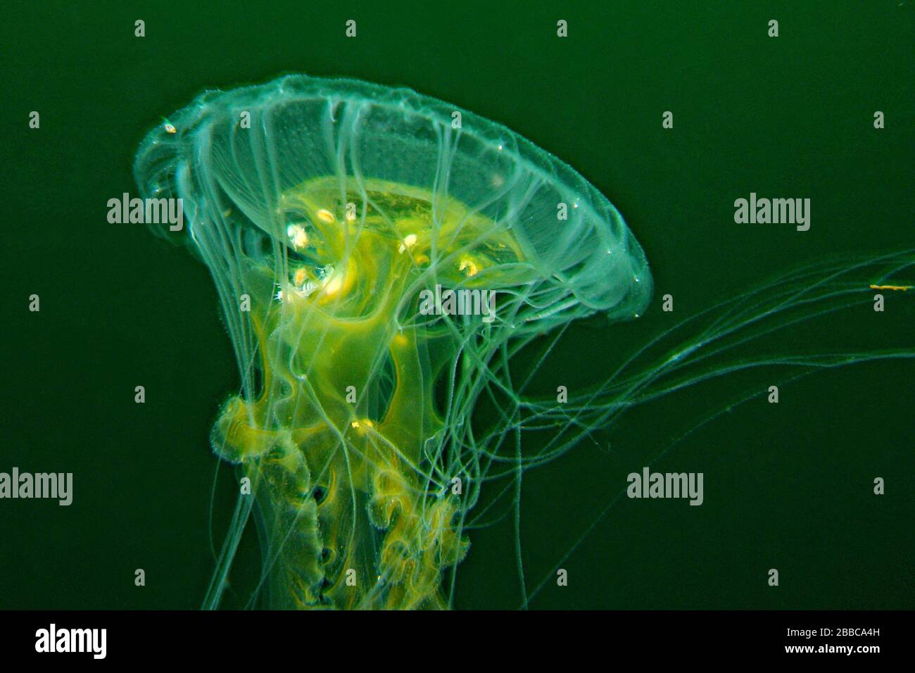 Cyanea capillata hi-res stock photography and images - Alamy
