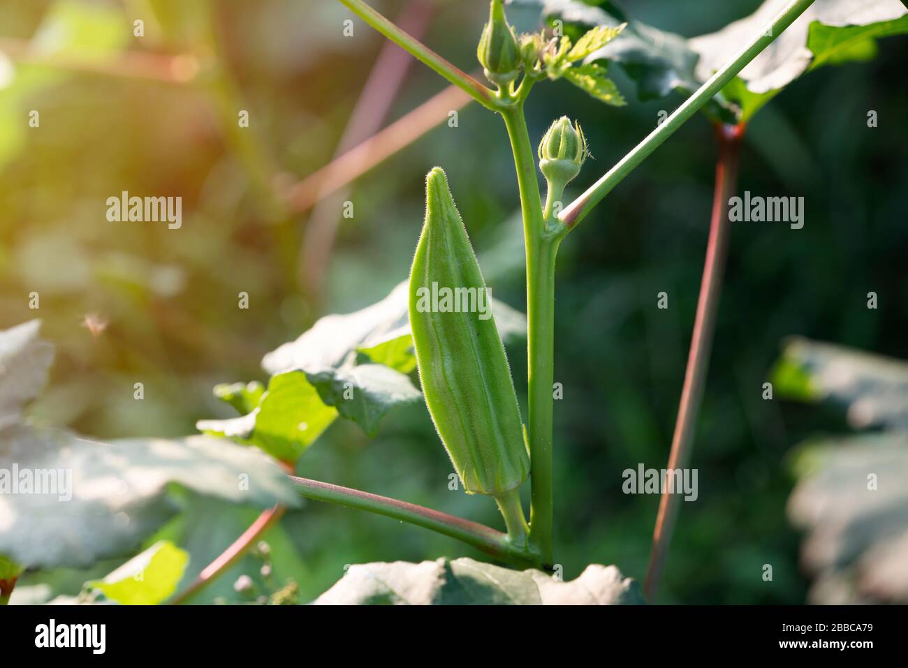 close up plant of Okra Stock Photo - Alamy