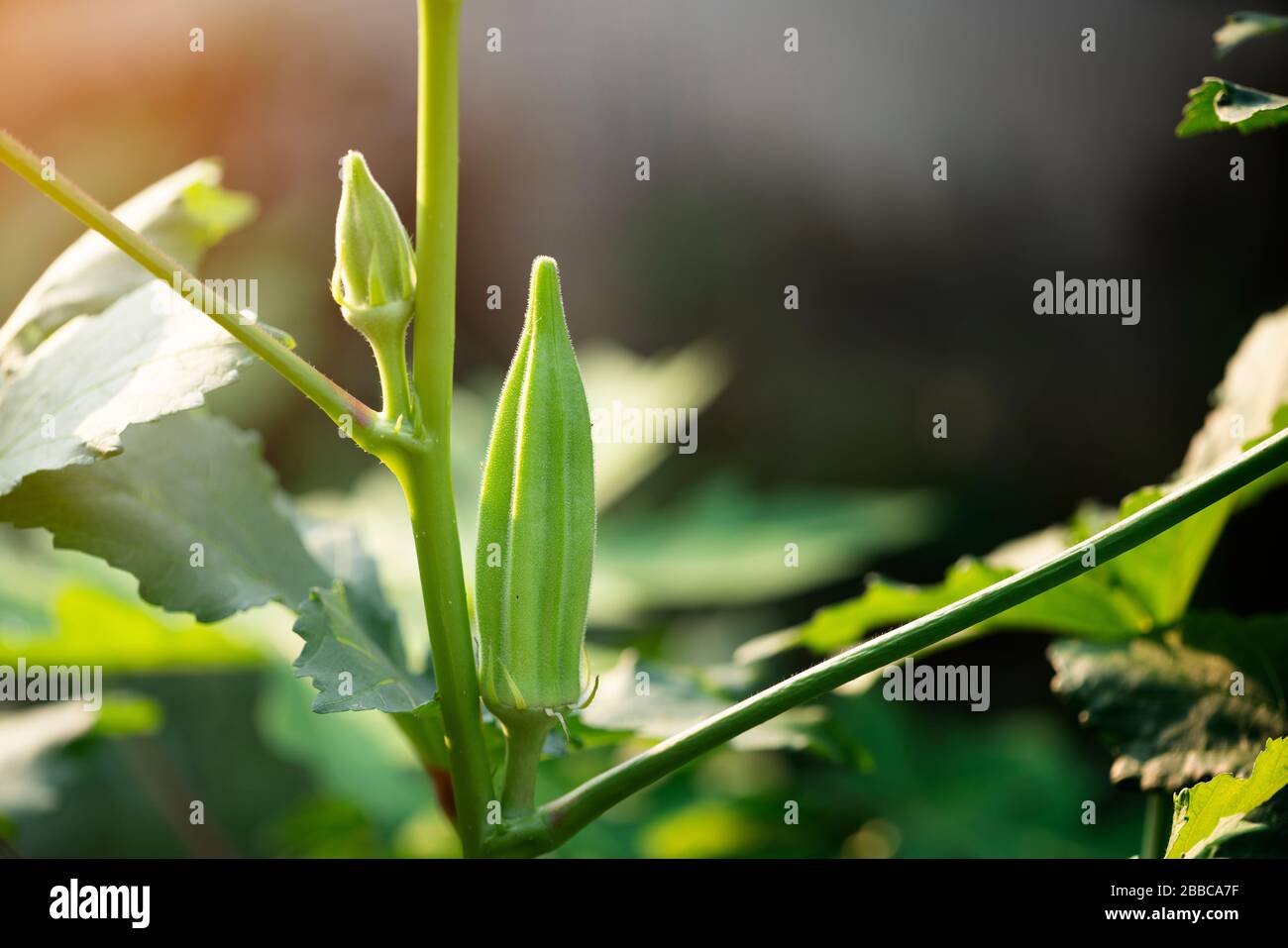 close up plant of Okra Stock Photo - Alamy