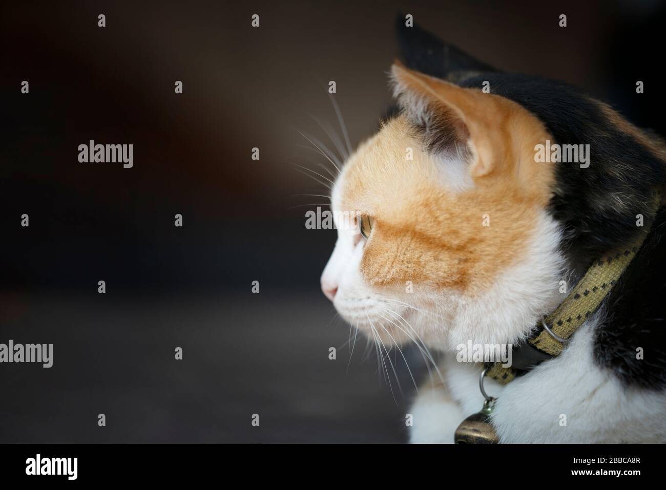Three color cat on the tree hi-res stock photography and images - Alamy