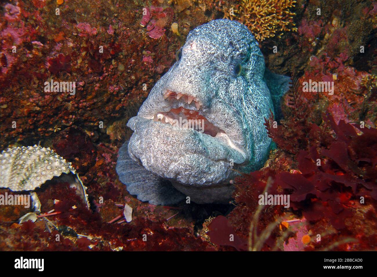 Wolf-eel (Anarrhichthys ocellatus), Crocker Rock, Queen Charlotte ...