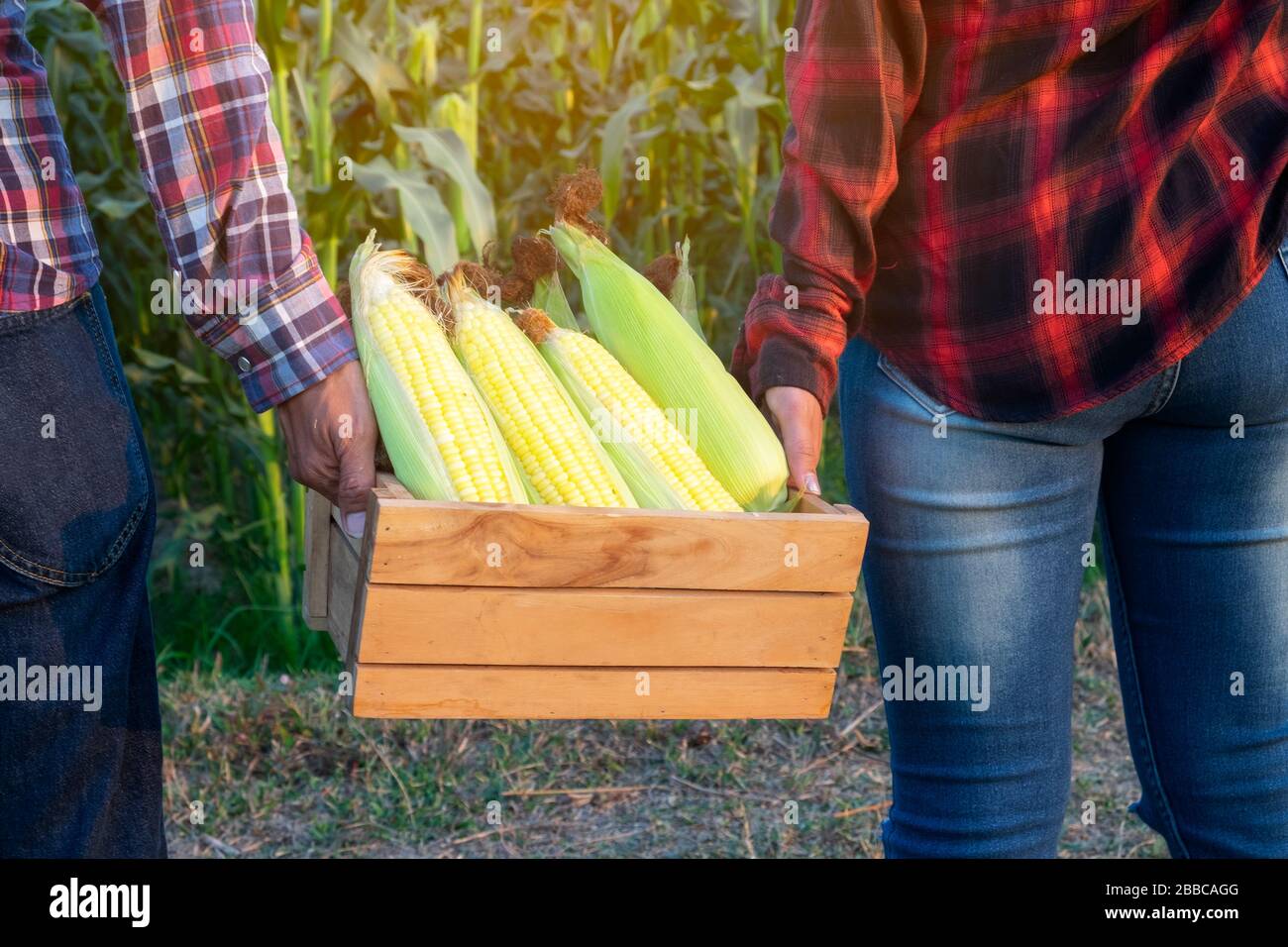 Box of corn hi-res stock photography and images - Alamy