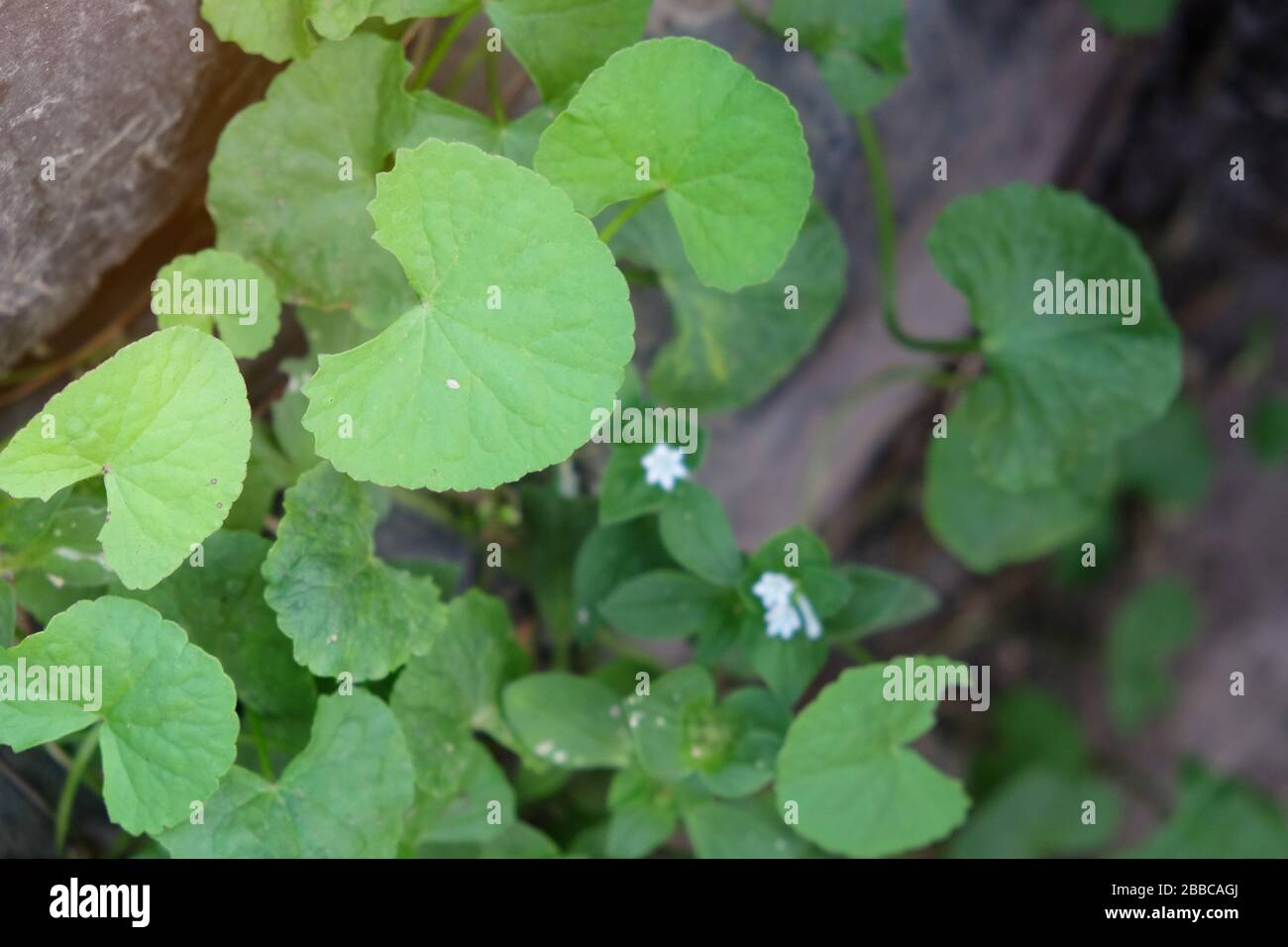 Herbal Thankuni leaves ,Centella asiatica,gotu kola Stock Photo - Alamy