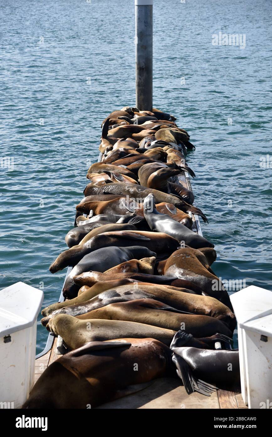 A dock in Marina Del Rey California completely covered with seals and ...