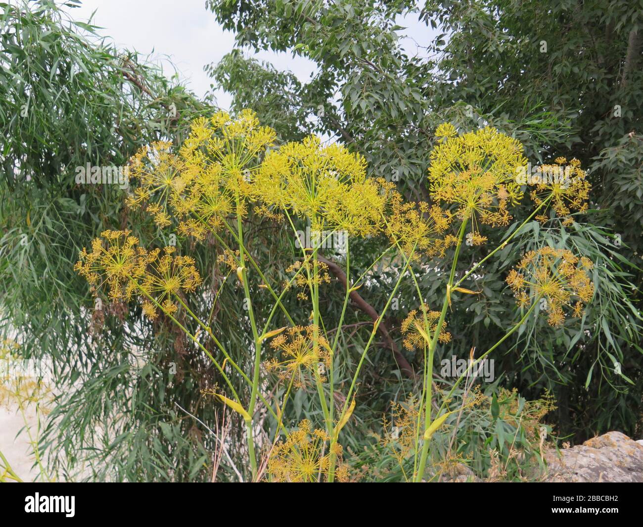 Fennel seed tree hi-res stock photography and images - Alamy