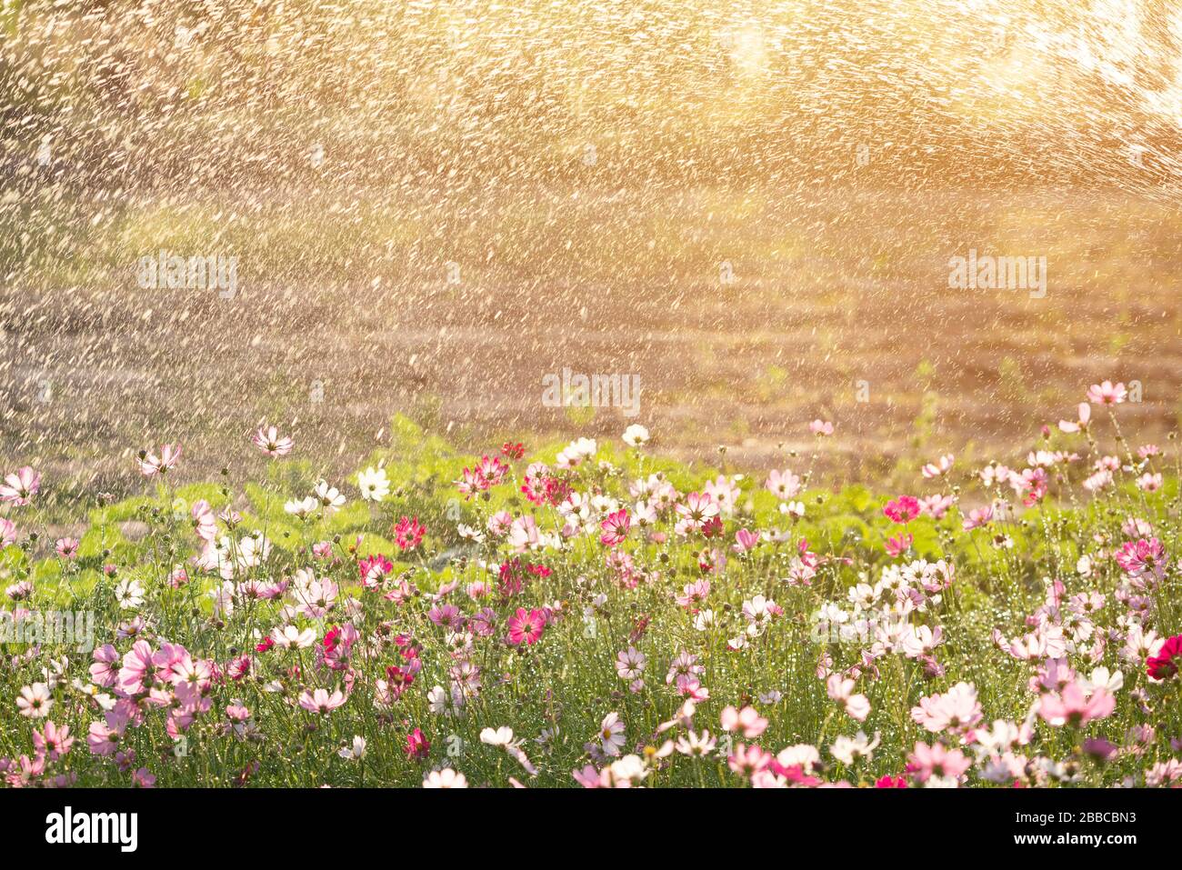 Beautiful cosmos hi-res stock photography and images - Alamy