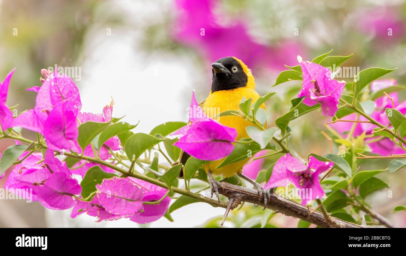 Beautiful birdlife hi-res stock photography and images - Alamy