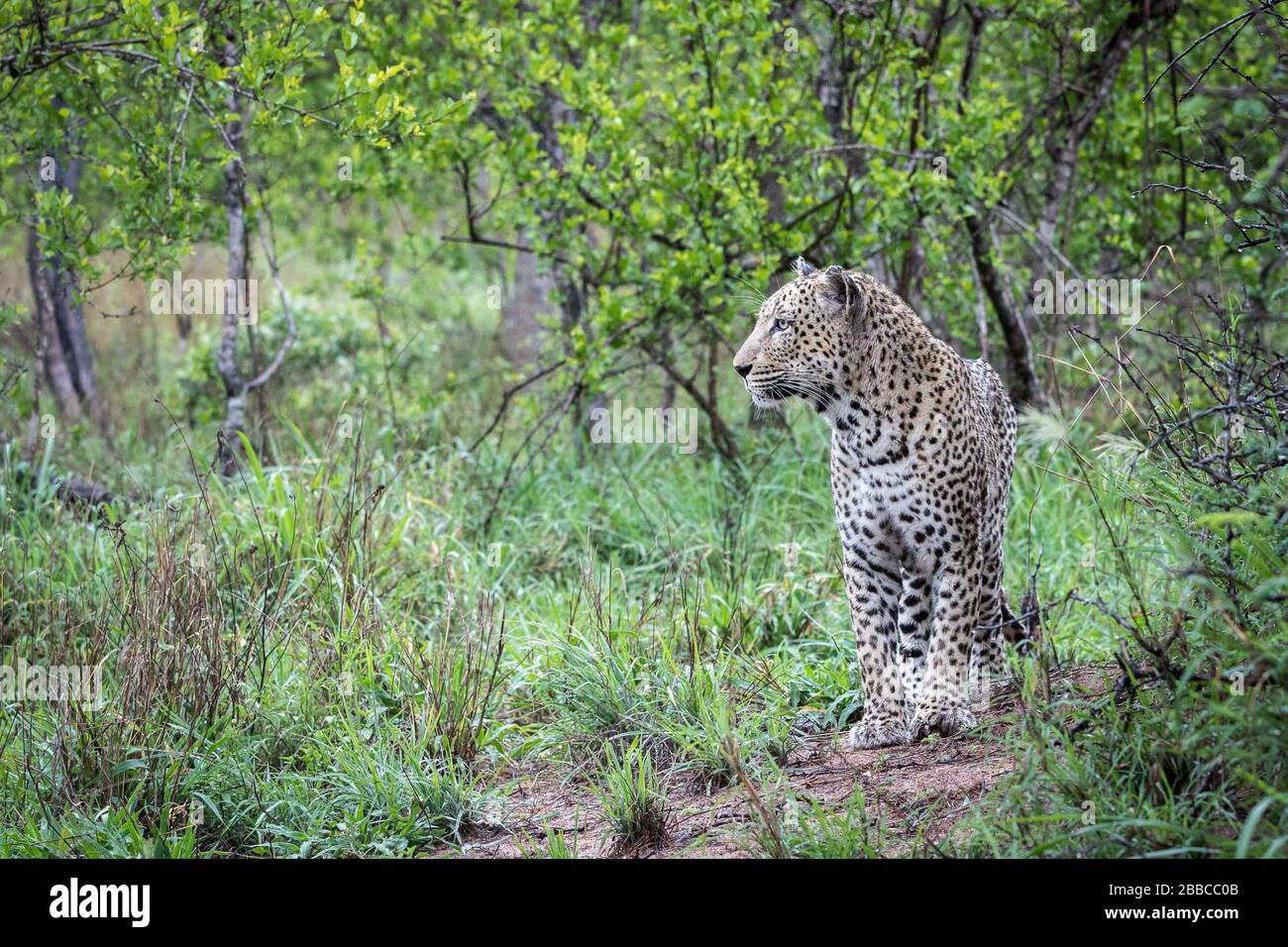 Handsome wildlife hi-res stock photography and images - Alamy