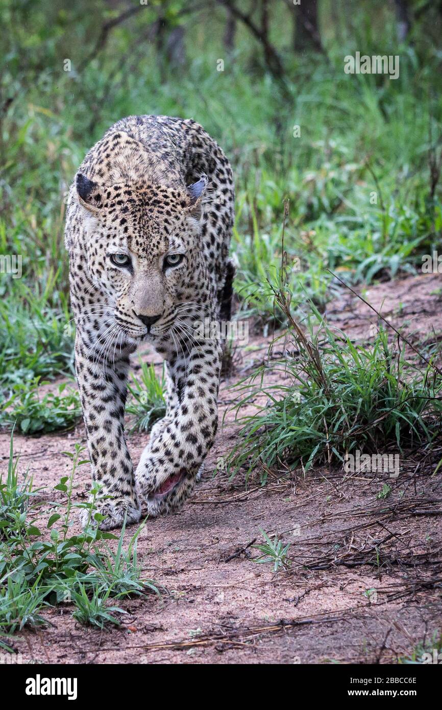 African safari big five hi-res stock photography and images - Alamy