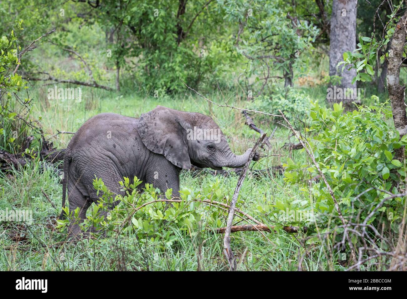 Baby elephant playing Stock Photo - Alamy