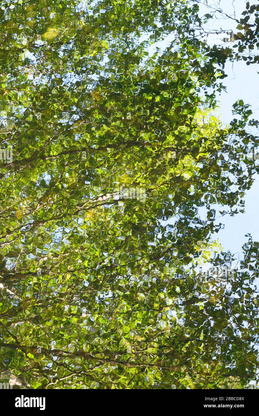 Gray Alder Stock Photos & Gray Alder Stock Images - Alamy