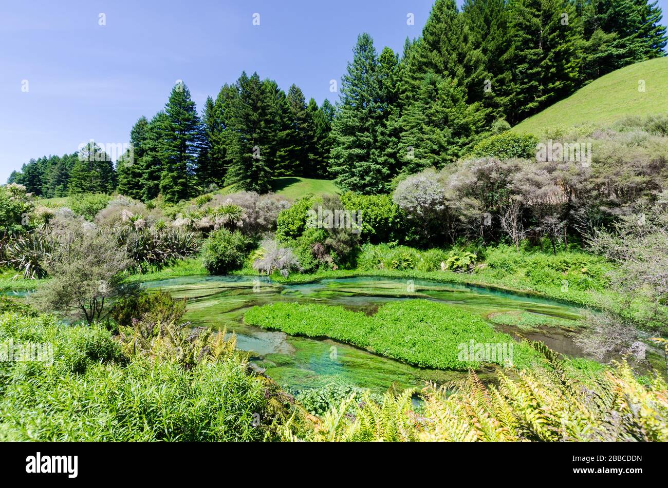 Blue Spring which is located at Te Waihou Walkway,Hamilton New Zealand ...